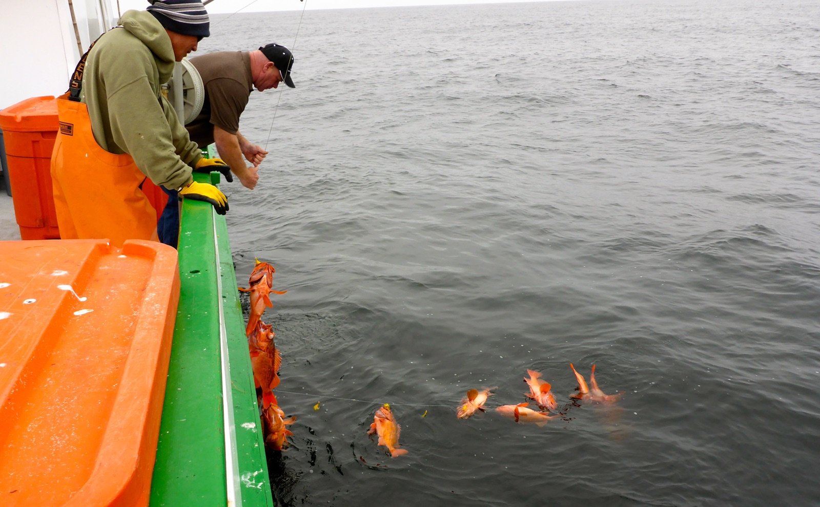 Reducing bycatch – Save The Seven Seas