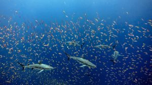 10 Reasons Why Oceans Are So Important – Save The Seven Seas